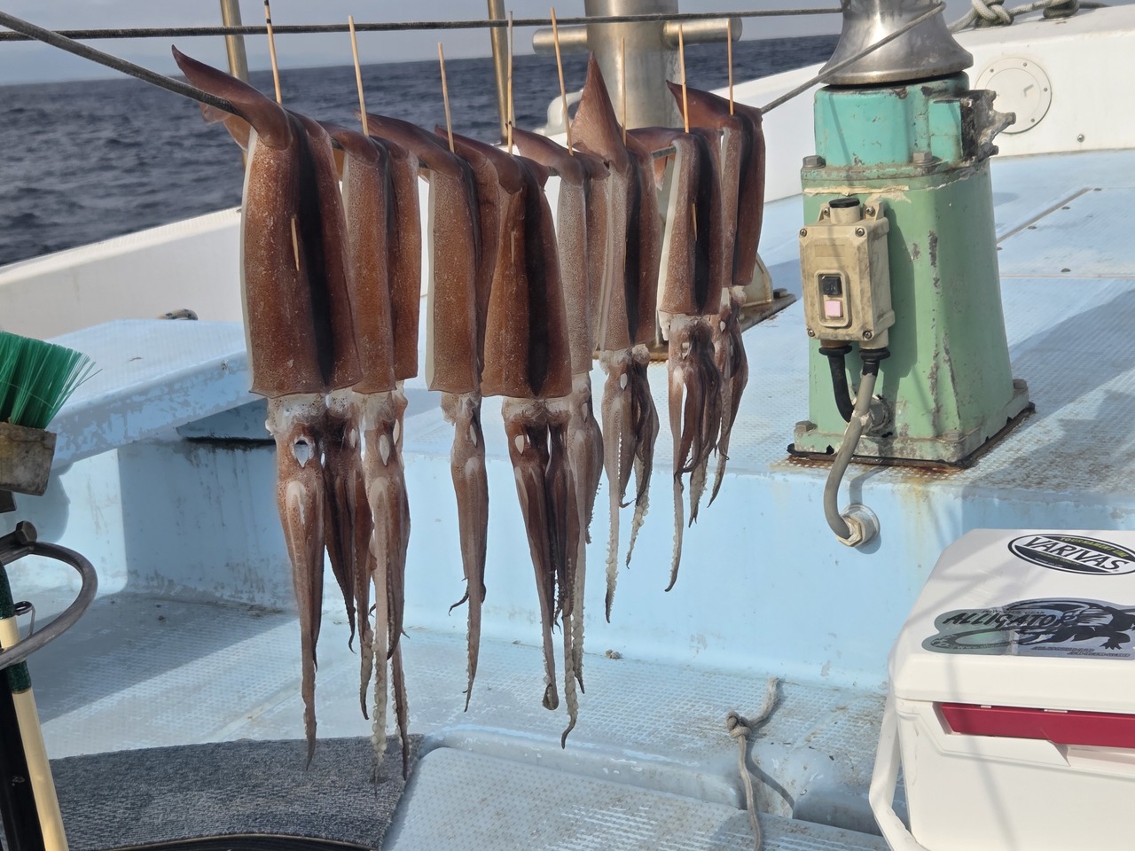 スルメイカの釣果｜2025年11月29日｜春盛丸（神奈川県/長井漆山港）｜＠ベリー釣船予約